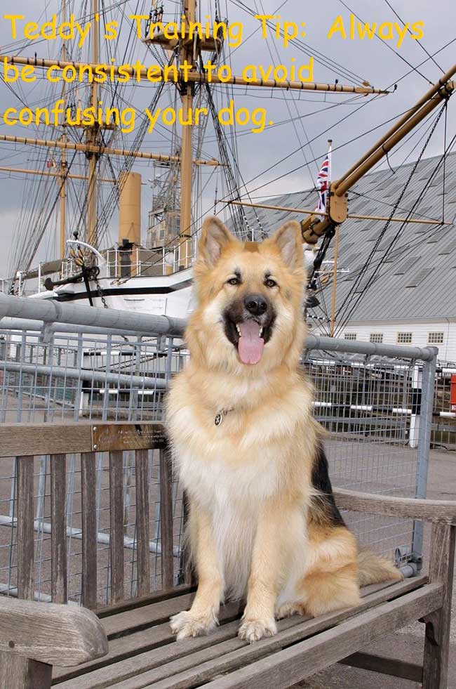 Teddy’s Top Training Tip - 12/08/2016 - Specialist Dog Training