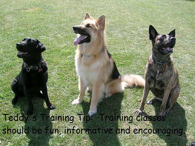 Teddy’s Top Training Tip - 15/09/2016 - Specialist Dog Training