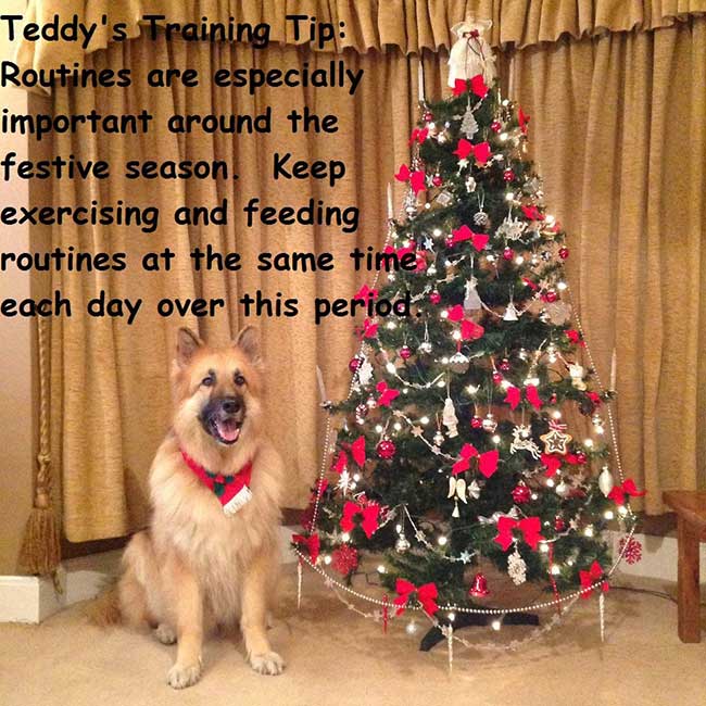 Teddy’s Top Training Tip - 16/11/2016 - Specialist Dog Training