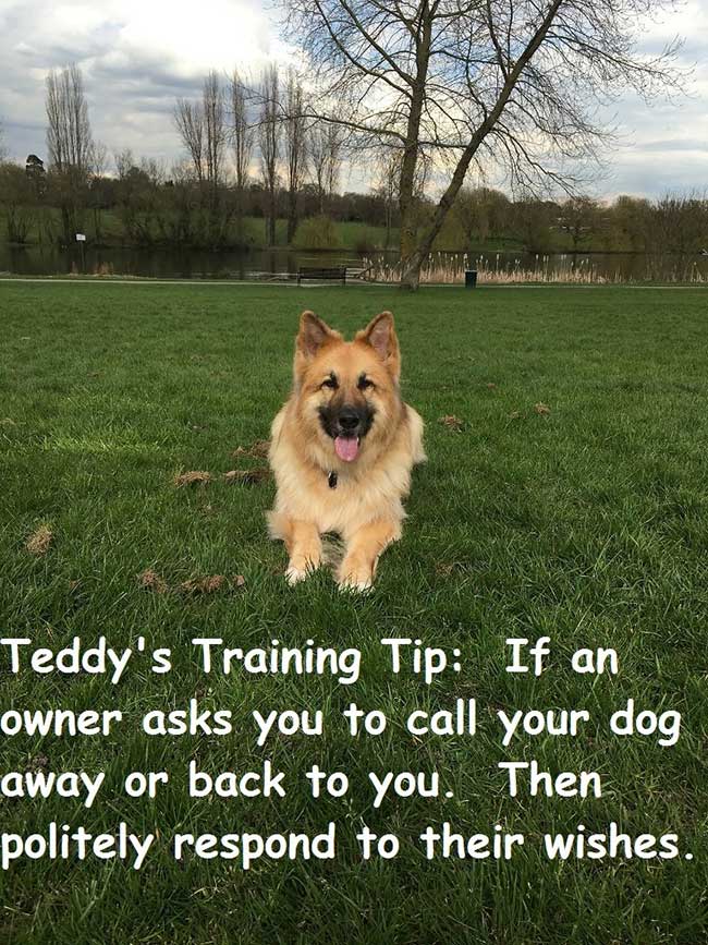 Teddy’s Top Training Tip - 19/01/2017 - Specialist Dog Training