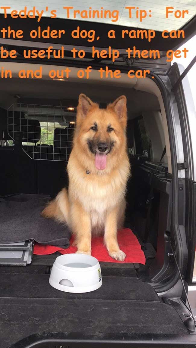 Teddy’s Top Training Tip - 24/11/2016 - Specialist Dog Training