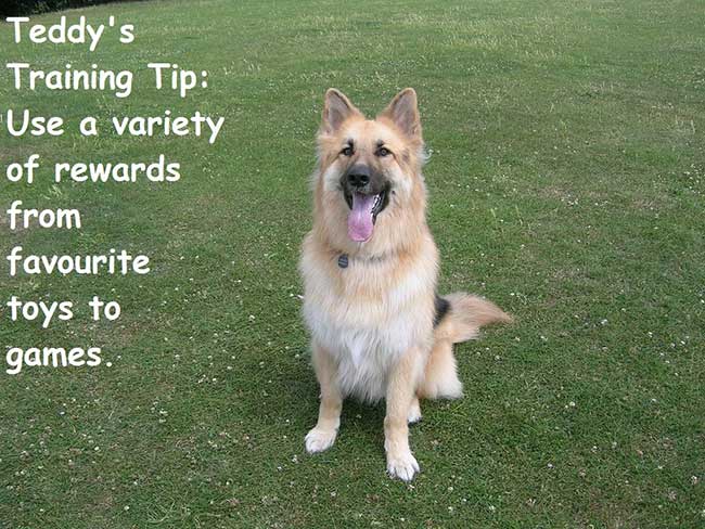 Teddy’s Top Training Tip - 30/06/2016 - Specialist Dog Training