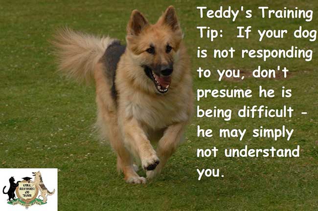 Teddy’s Top Training Tip - 09/02/2017 - Specialist Dog Training