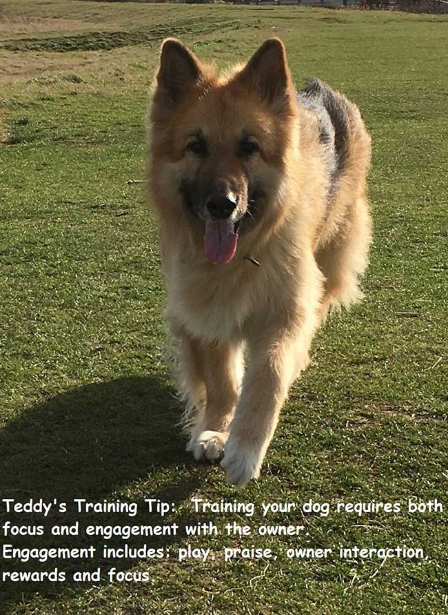 Teddy’s Top Training Tip 30/03/17 - Specialist Dog Training